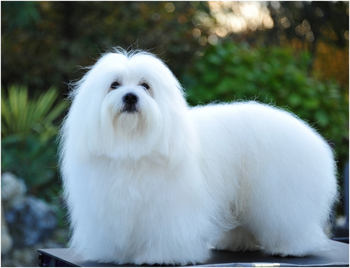 Coton de Tuléar